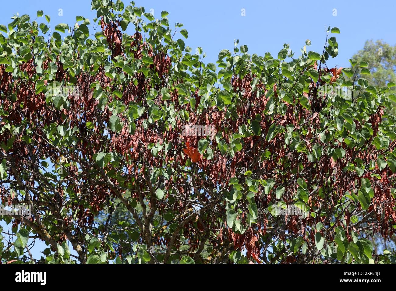Seed Pods of the Judas Tree or Judas-tree, Cercis siliquastrum ...