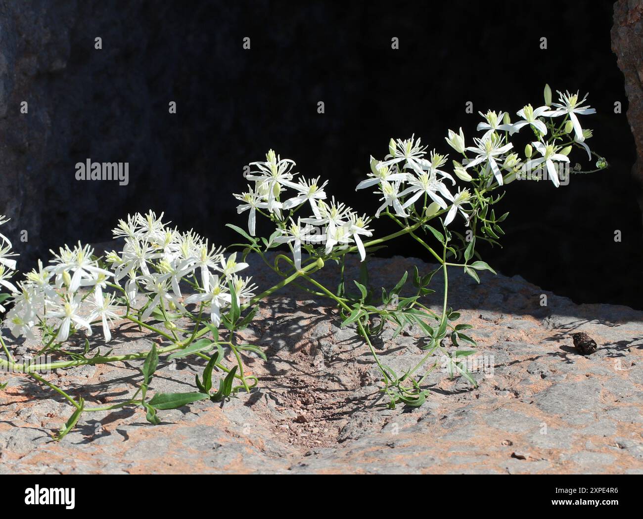 Fragrant Virgin's Bower, Clematis flammula, Ranunculaceae. Growing ...