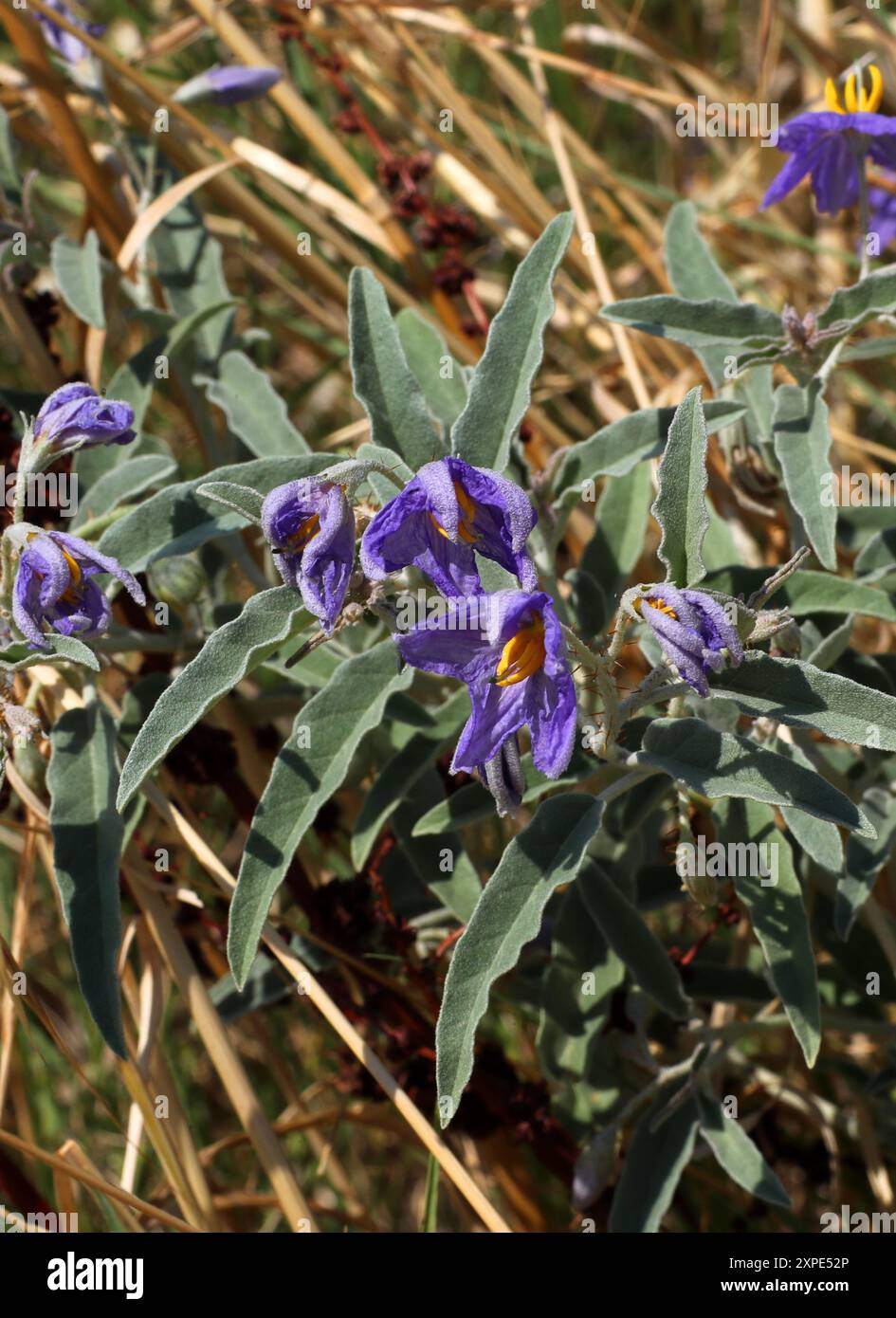 Silverleaf Nightshade or Silver-leaved Nightshade, Solanum ...