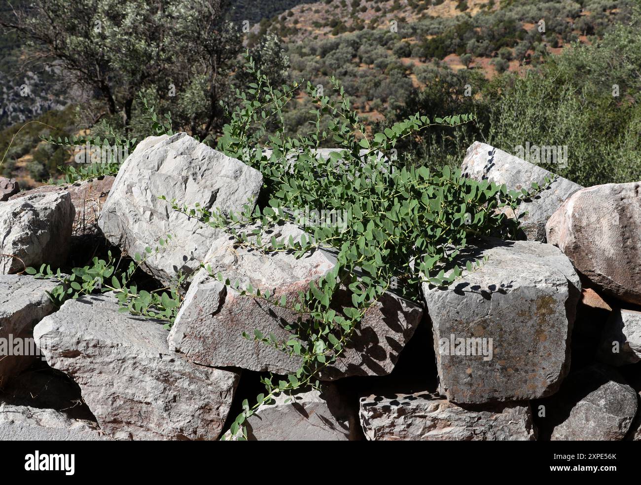 Capparis spinosa shrub hi-res stock photography and images - Alamy
