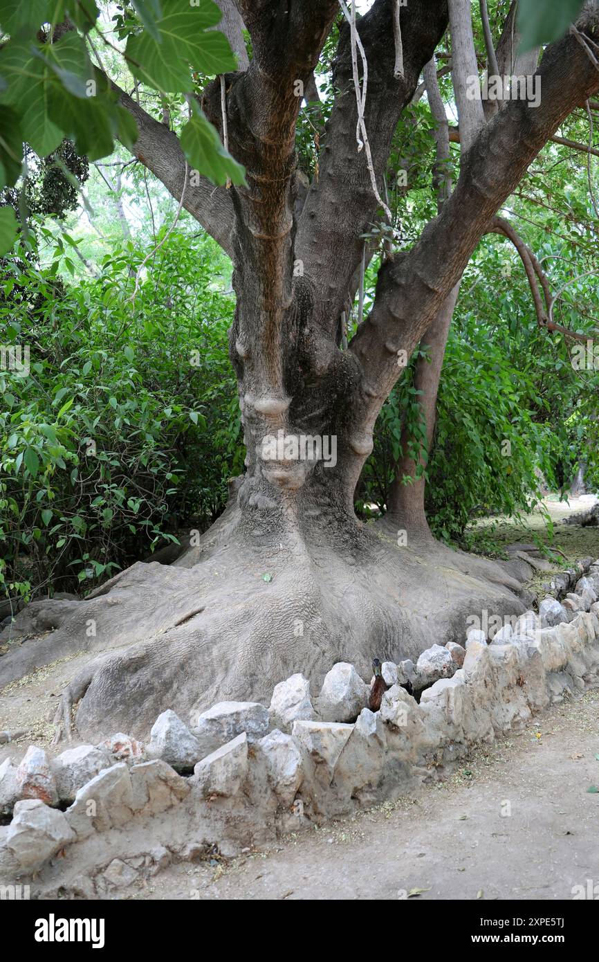 Ombu Tree, Phytolacca dioica, Phytolaccaceae (Pokeweed Family ...