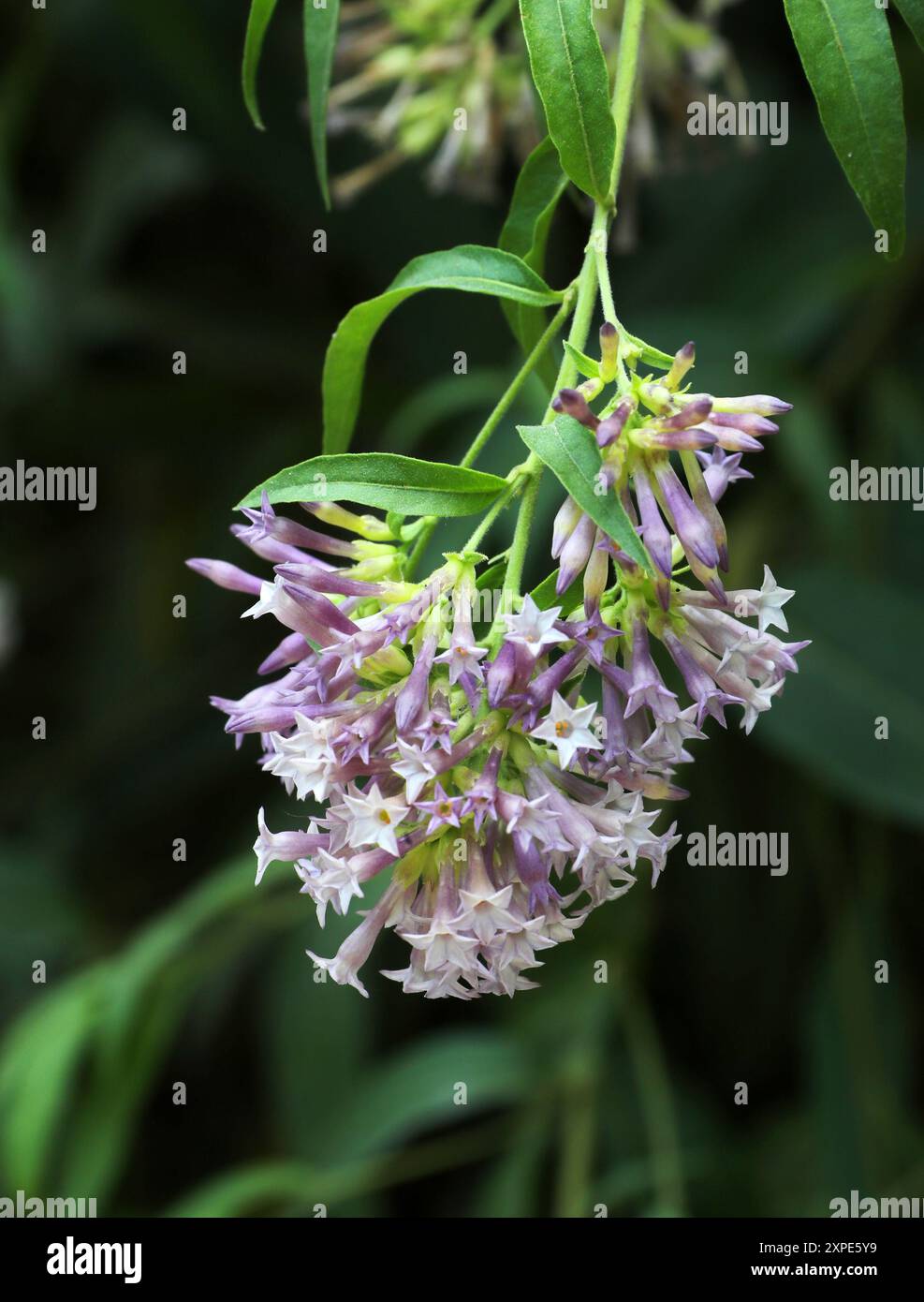 Cestrum elegans hi-res stock photography and images - Alamy