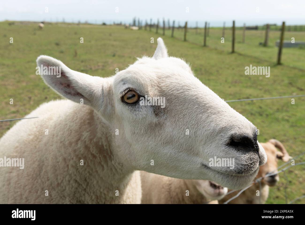 Beautiful rams hi-res stock photography and images - Alamy