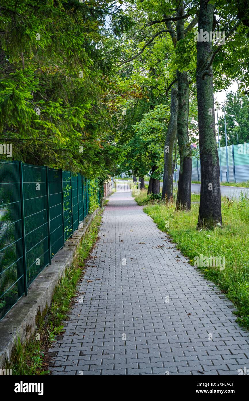 Quiet Paved Pathway Surrounded by Lush Greenery in Early Morning Light ...