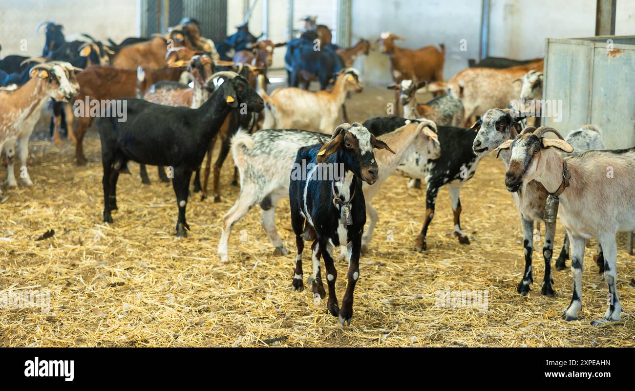 Herd of goats with ear tags inside of shed with hay in autumn, dairy ...