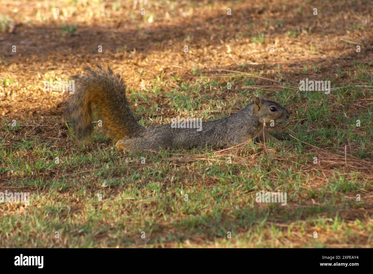 squirrel relaxing in afternoon sun beneath trees Stock Photo - Alamy