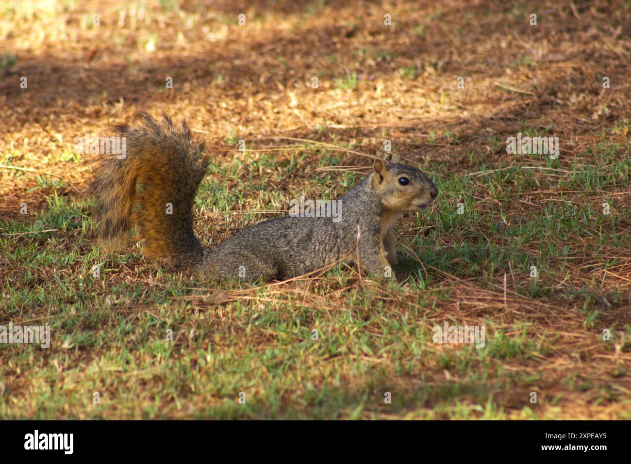squirrel relaxing in afternoon sun beneath trees Stock Photo - Alamy