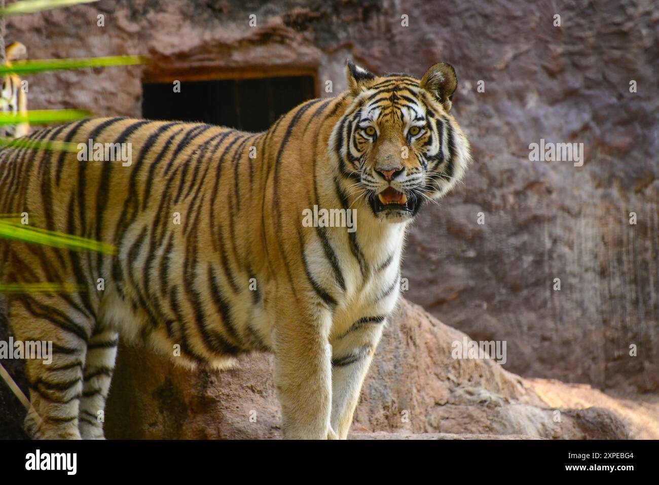 Siberian tiger at Itatiba Park, São paulo Estate, Brazil Stock Photo ...
