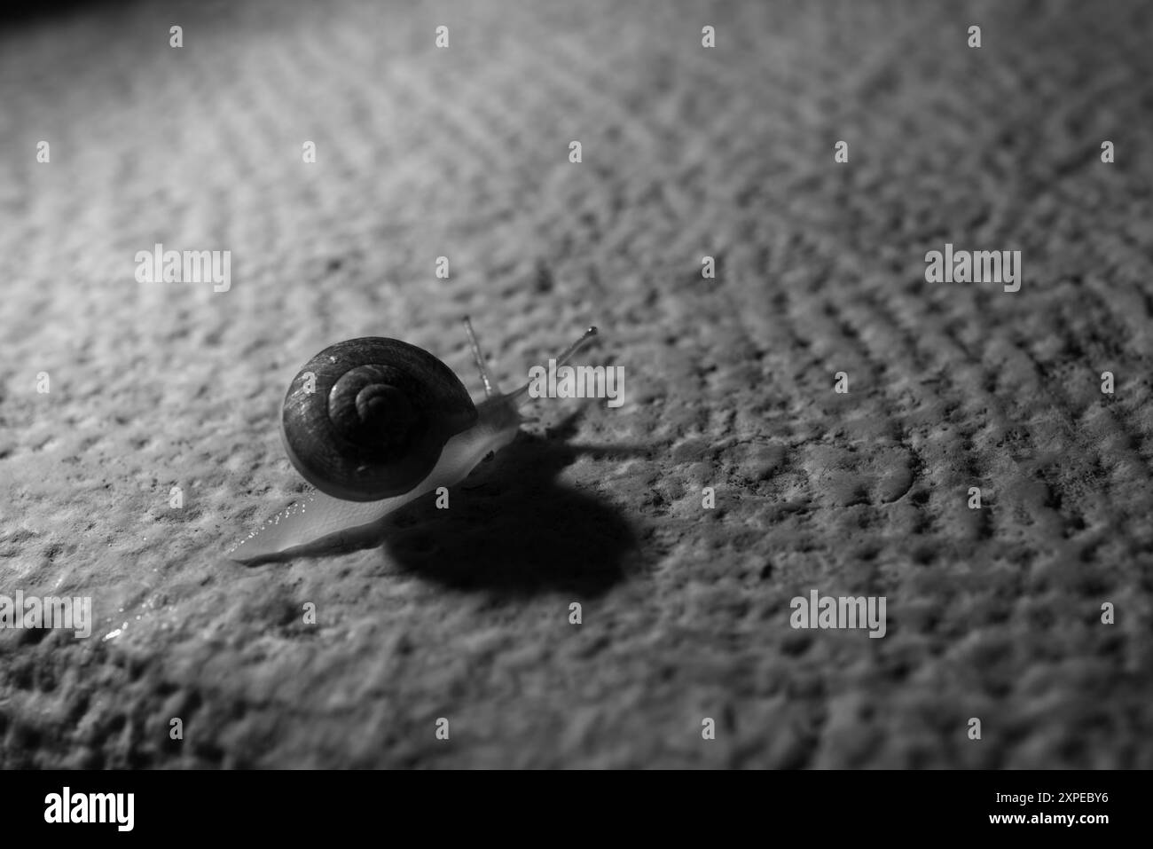 Garden snails Black and White Stock Photos & Images - Alamy
