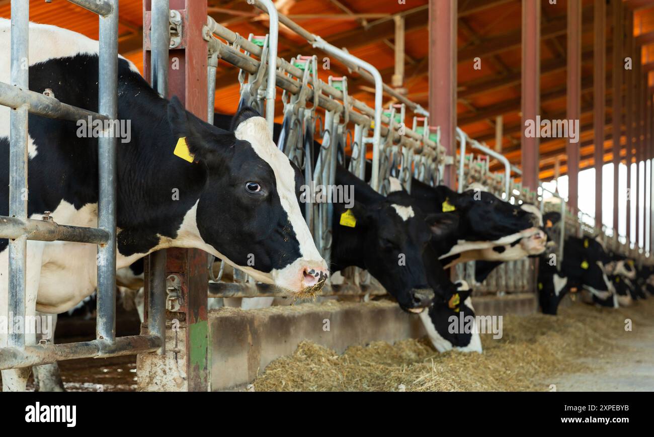 Row of cows eating hay in cowshed on dairy farm closeup Stock Photo - Alamy