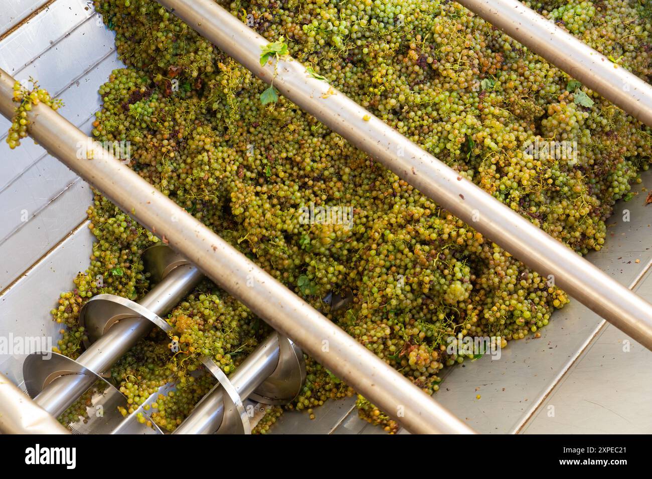 White grape in crusher destemmer, winemaking process Stock Photo - Alamy