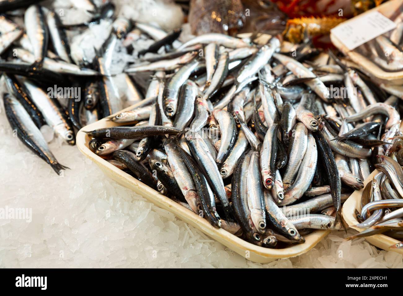 Pile of fresh anchovies fishes laying on the ice on the market Stock ...