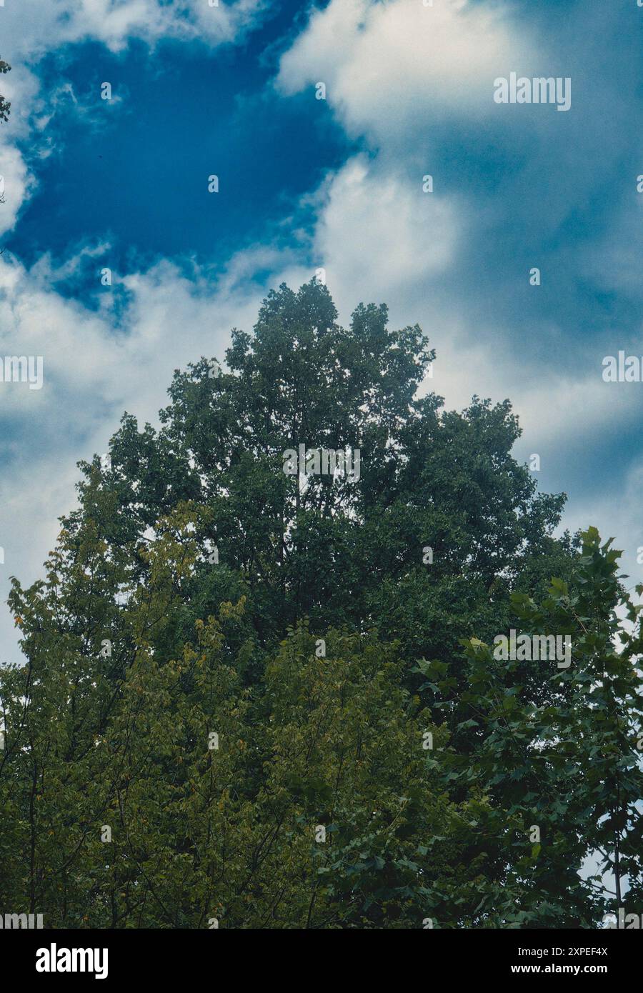 Tree reaching up to sky hi-res stock photography and images - Alamy