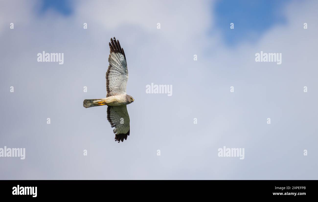 Male northern harrier hunting over a hayfield in northern Wisconsin ...