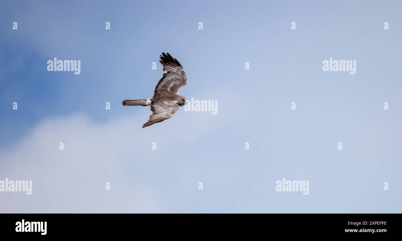 Male northern harrier hunting over a hayfield in northern Wisconsin ...
