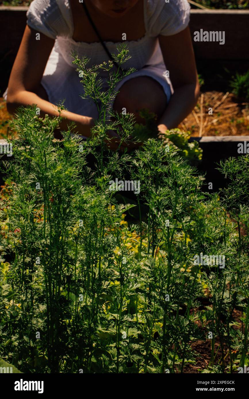 woman picking produce from raised garden bed Stock Photo - Alamy