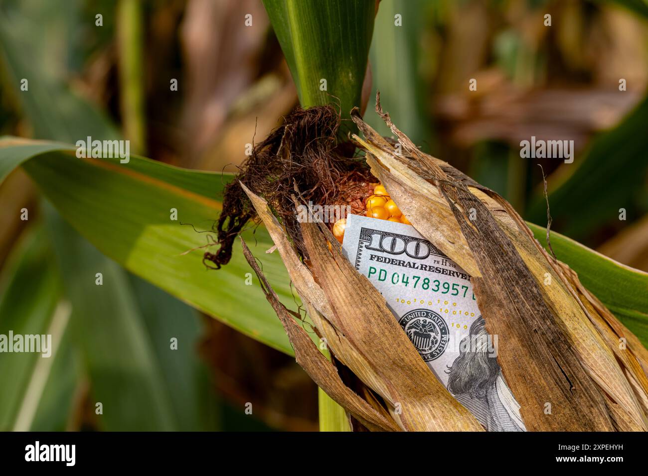 Ear of corn on cornstalk with 100 dollar bill ready for harvest ...