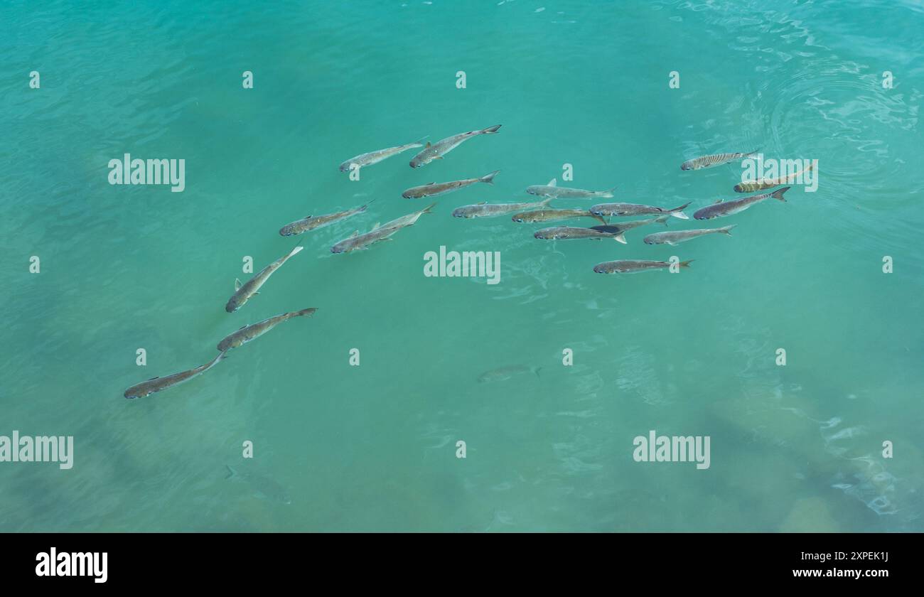 Mullet fish queensland hi-res stock photography and images - Alamy