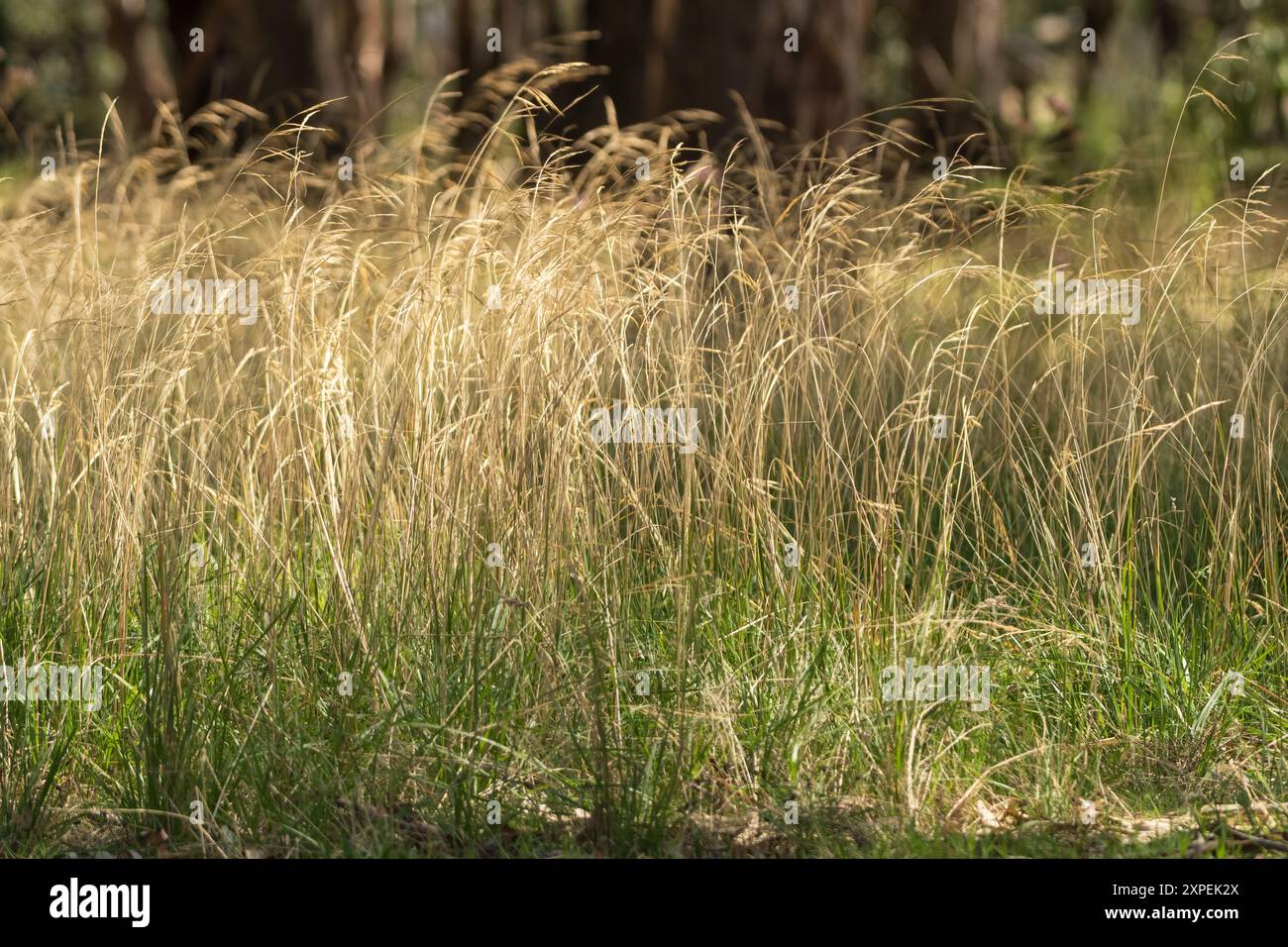 Sunlit golden grass growing wild with selected depth of field ...