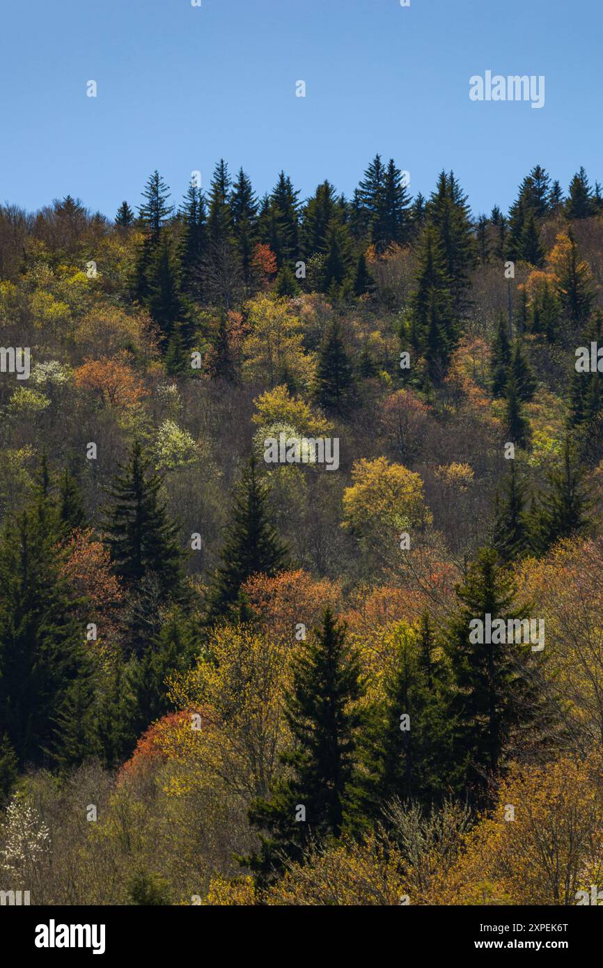 Blue Ridge Parkway in Spring in NC Stock Photo - Alamy