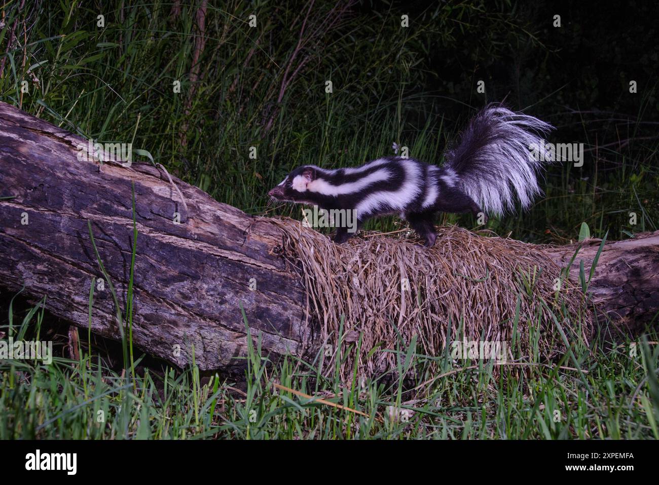 Western Spotted Skunk, Socorro county, New Mexico, USA Stock Photo - Alamy
