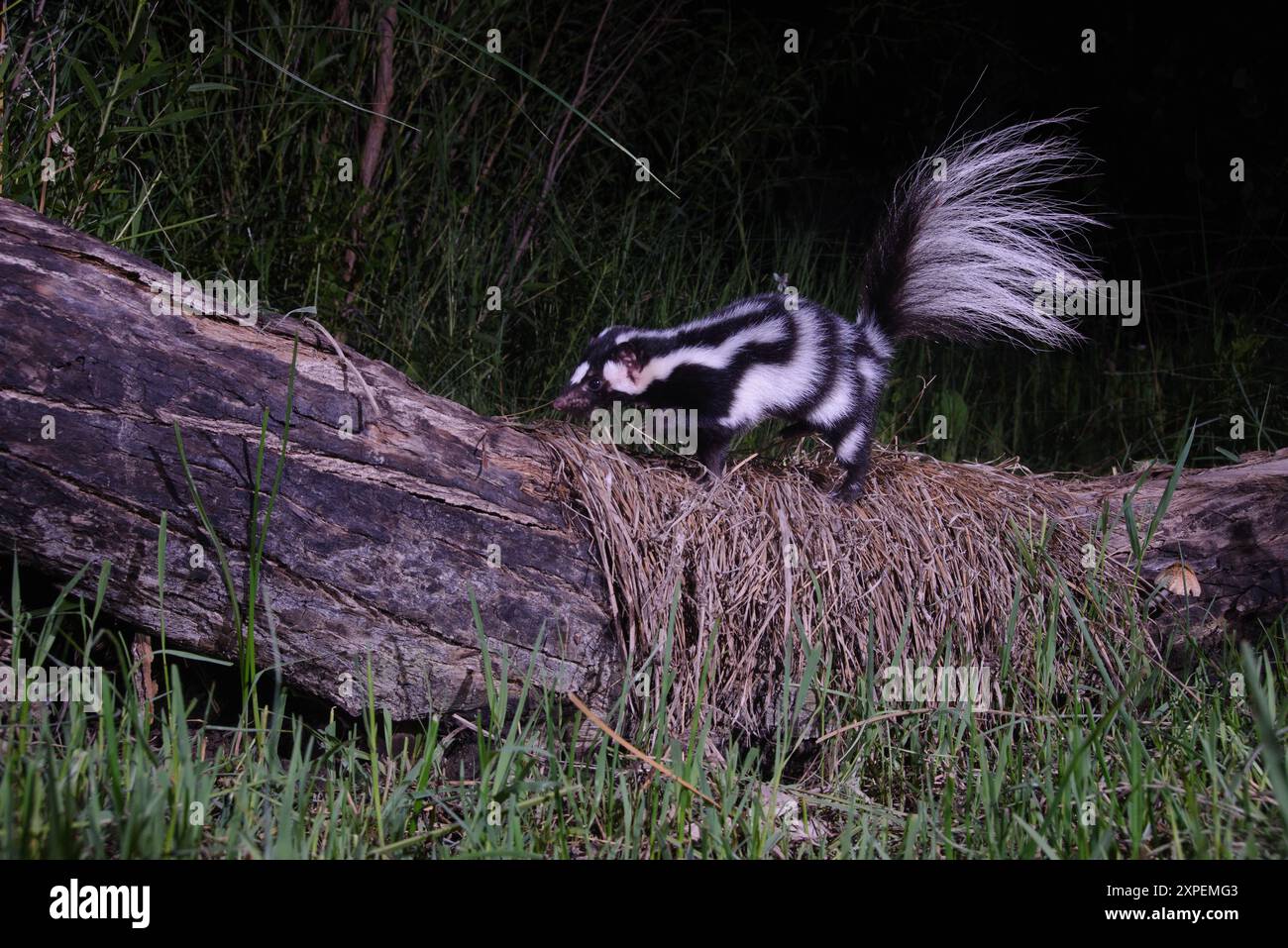 Spotted skunk mexico hi-res stock photography and images - Alamy