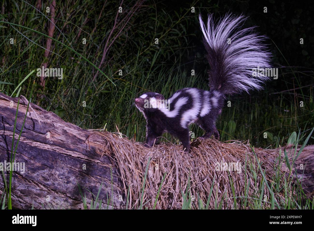 Western Spotted Skunk, Socorro county, New Mexico, USA Stock Photo - Alamy