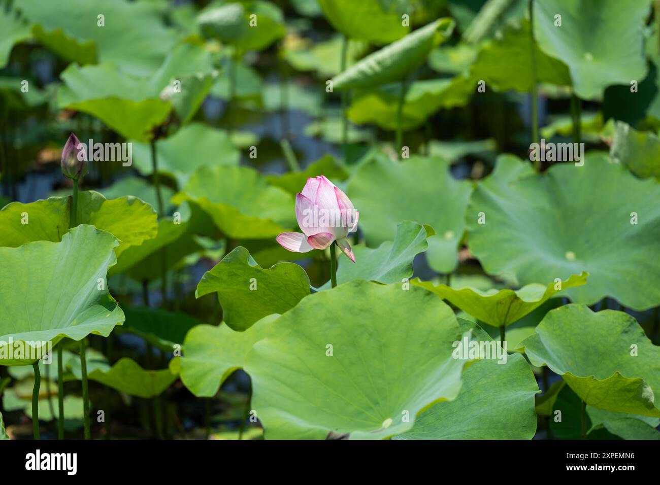 A serene pond teeming with vibrant lotus plants. Large, round, and ...