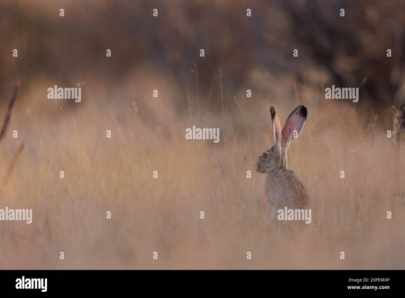 Black-tailed Jackrabbit, Socorro county, New Mexico, USA Stock Photo ...