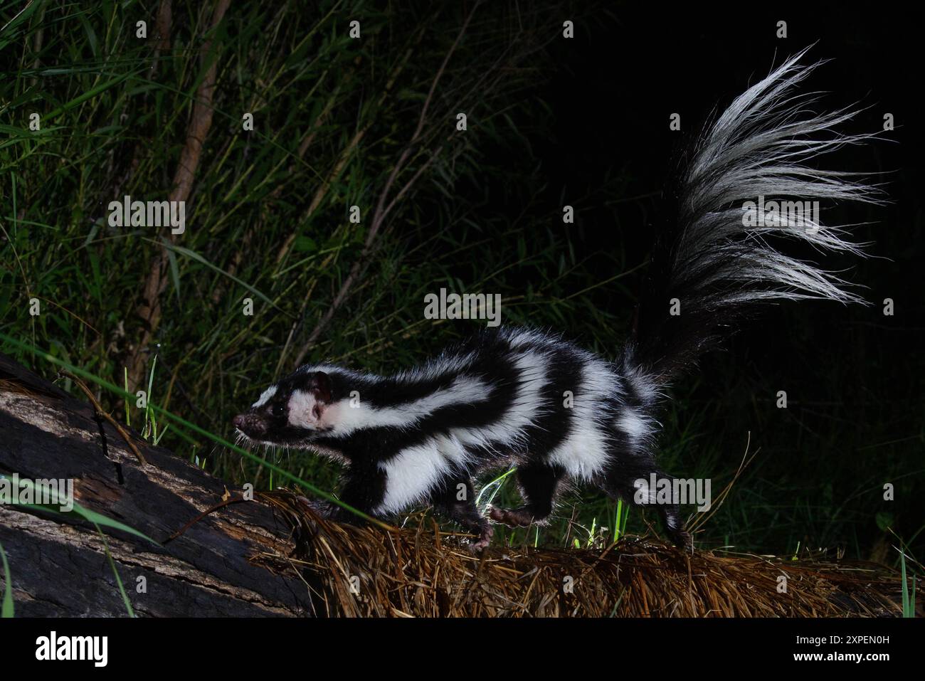Western Spotted Skunk, Socorro county, New Mexico, USA Stock Photo - Alamy