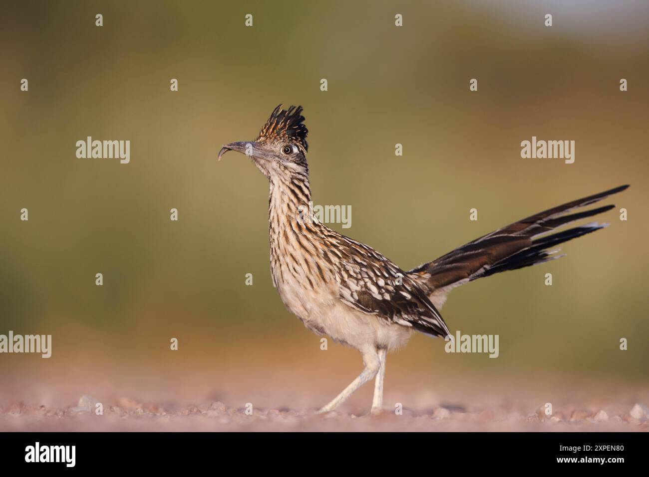 Greater Roadrunner, Bosque del Apache national Wildlife Refuge, New ...