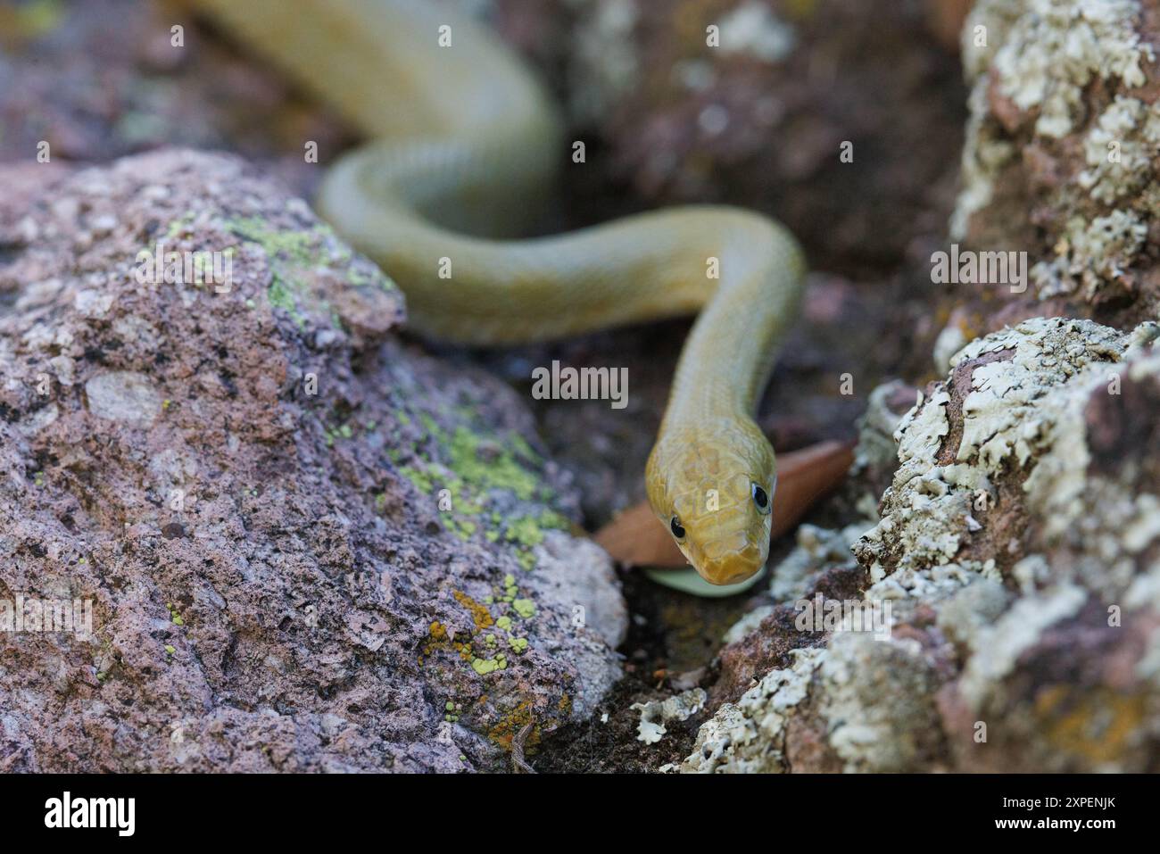 Western Green Ratsnake, Santa Cruz county, Arizona, USA Stock Photo - Alamy