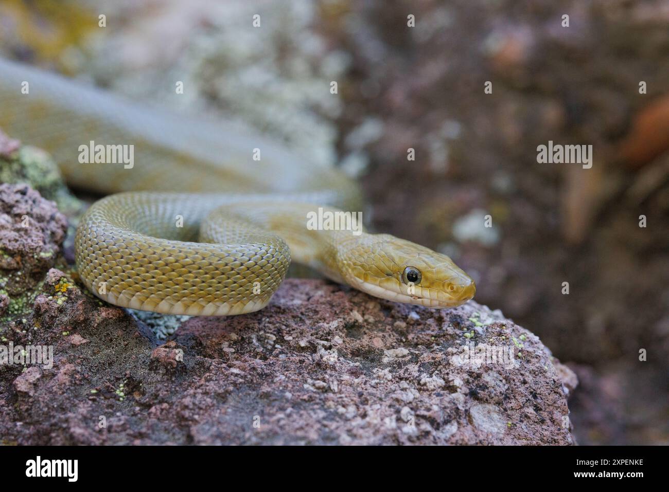 Western Green Ratsnake, Santa Cruz county, Arizona, USA Stock Photo - Alamy