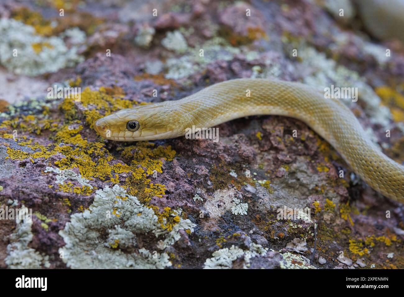 Western Green Ratsnake, Santa Cruz county, Arizona, USA Stock Photo - Alamy