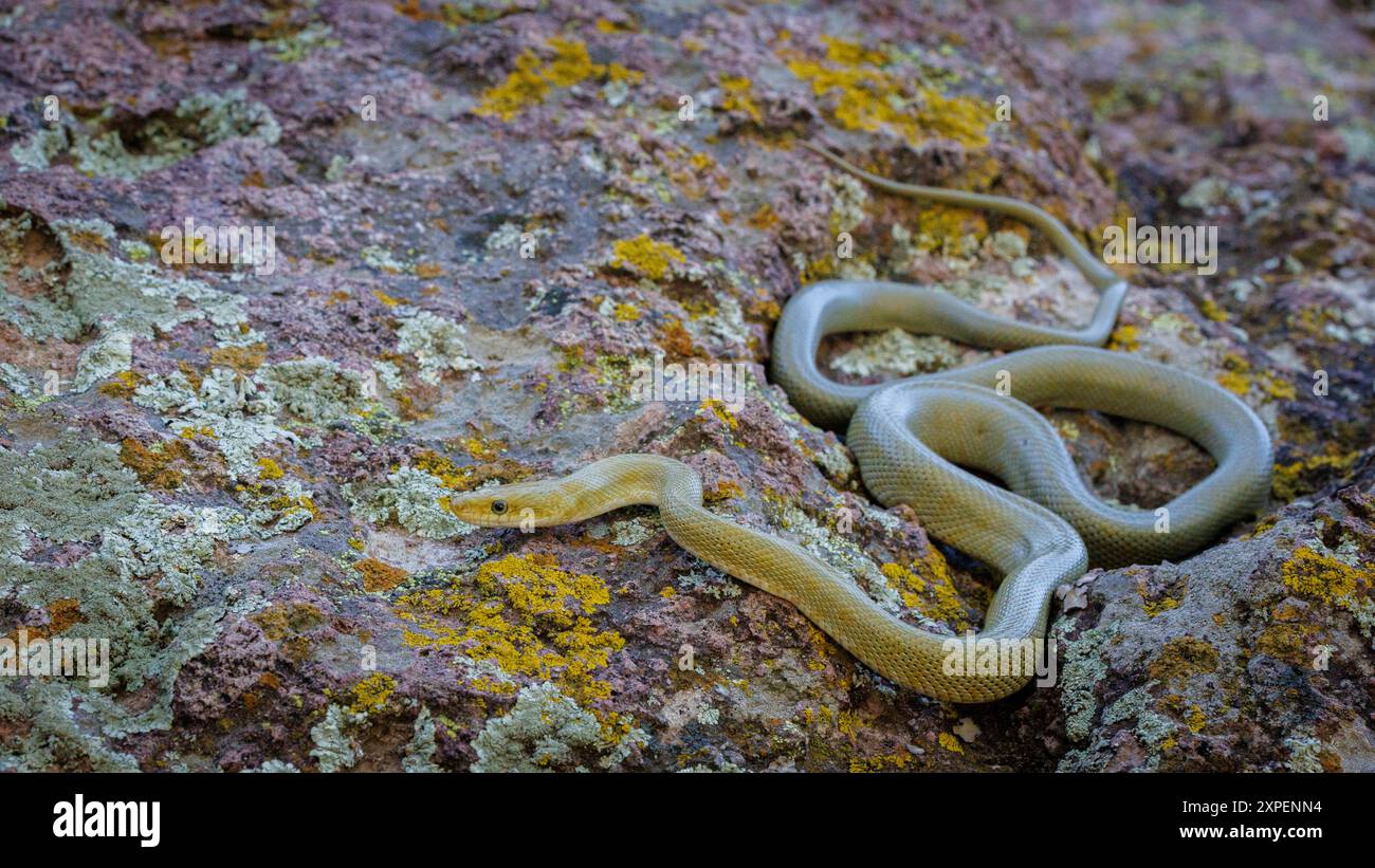 Arizona colubrinae hi-res stock photography and images - Alamy