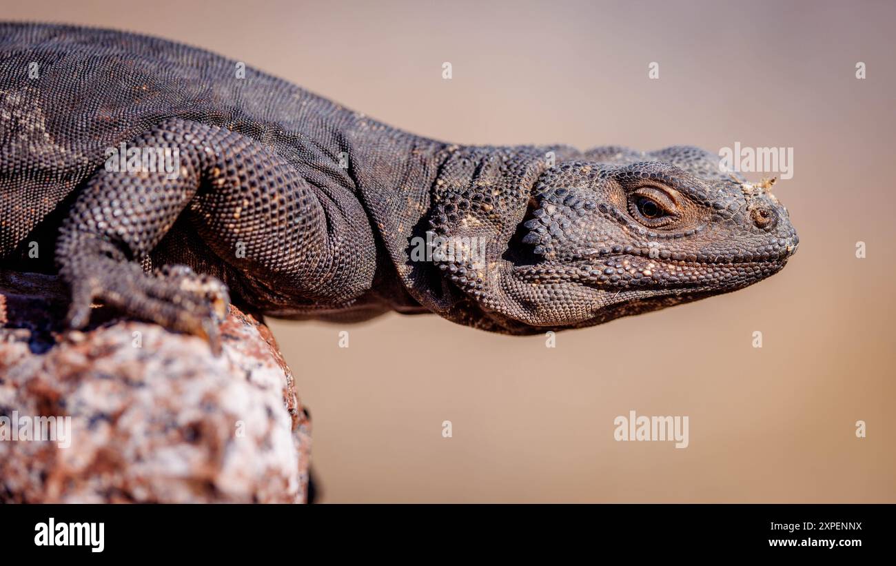 Common Chuckwalla, Sonoran Desert National Monument, Arizona, USA Stock ...
