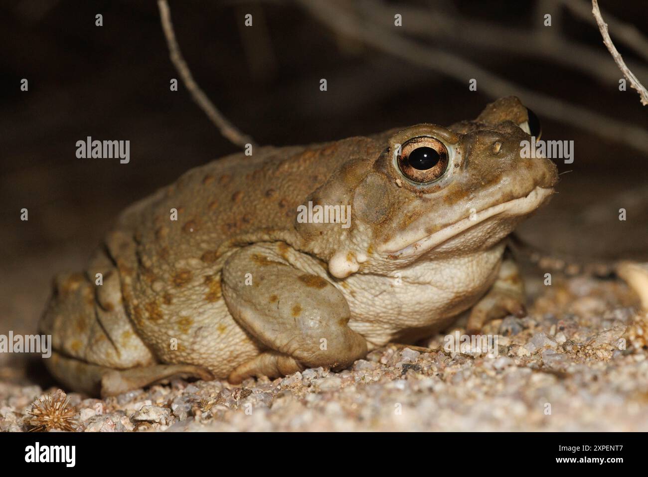 Sonoran Desert Toad, Sonoran Desert National Monument, Arizona, USA ...