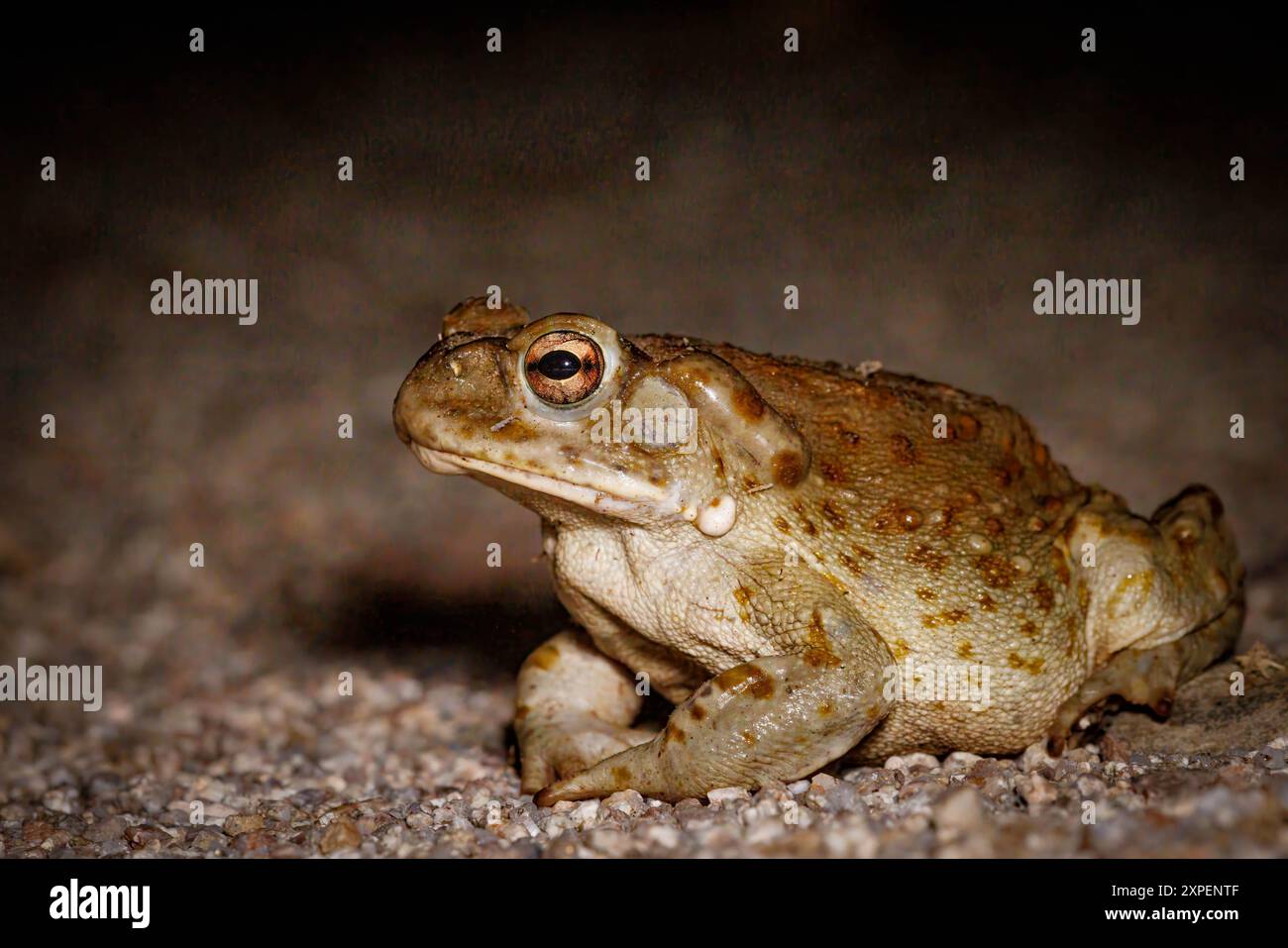 Sonoran Desert Toad, Sonoran Desert National Monument, Arizona, USA ...