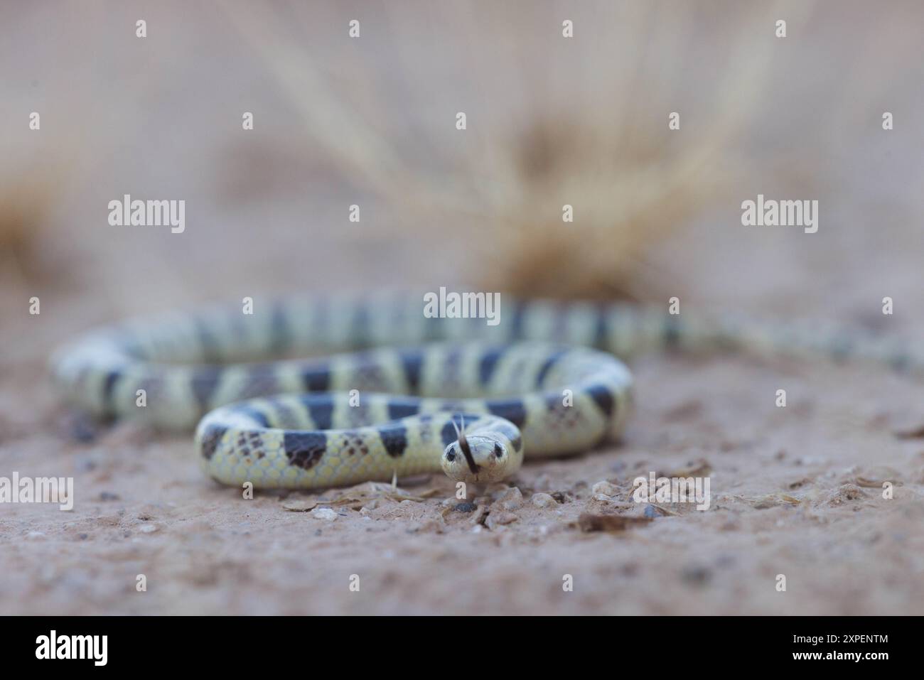 Tucson Shovel=nosed Snake, Maricopa county, Arizona, USA> Stock Photo ...