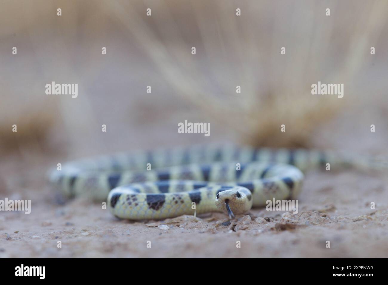 Tucson shovel nosed snake hi-res stock photography and images - Alamy