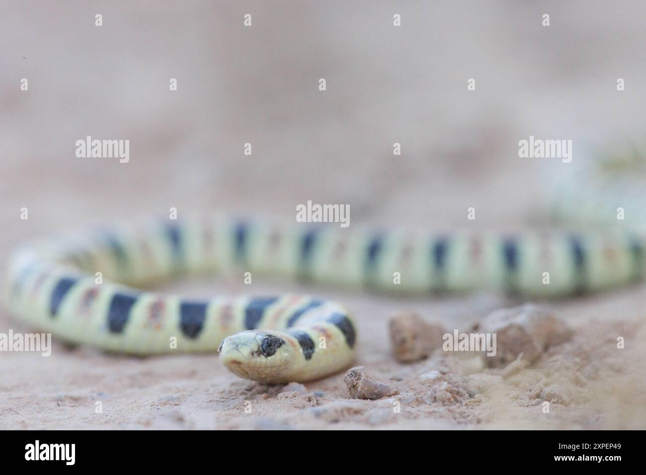 Tucson Shovel=nosed Snake, Maricopa county, Arizona, USA> Stock Photo ...