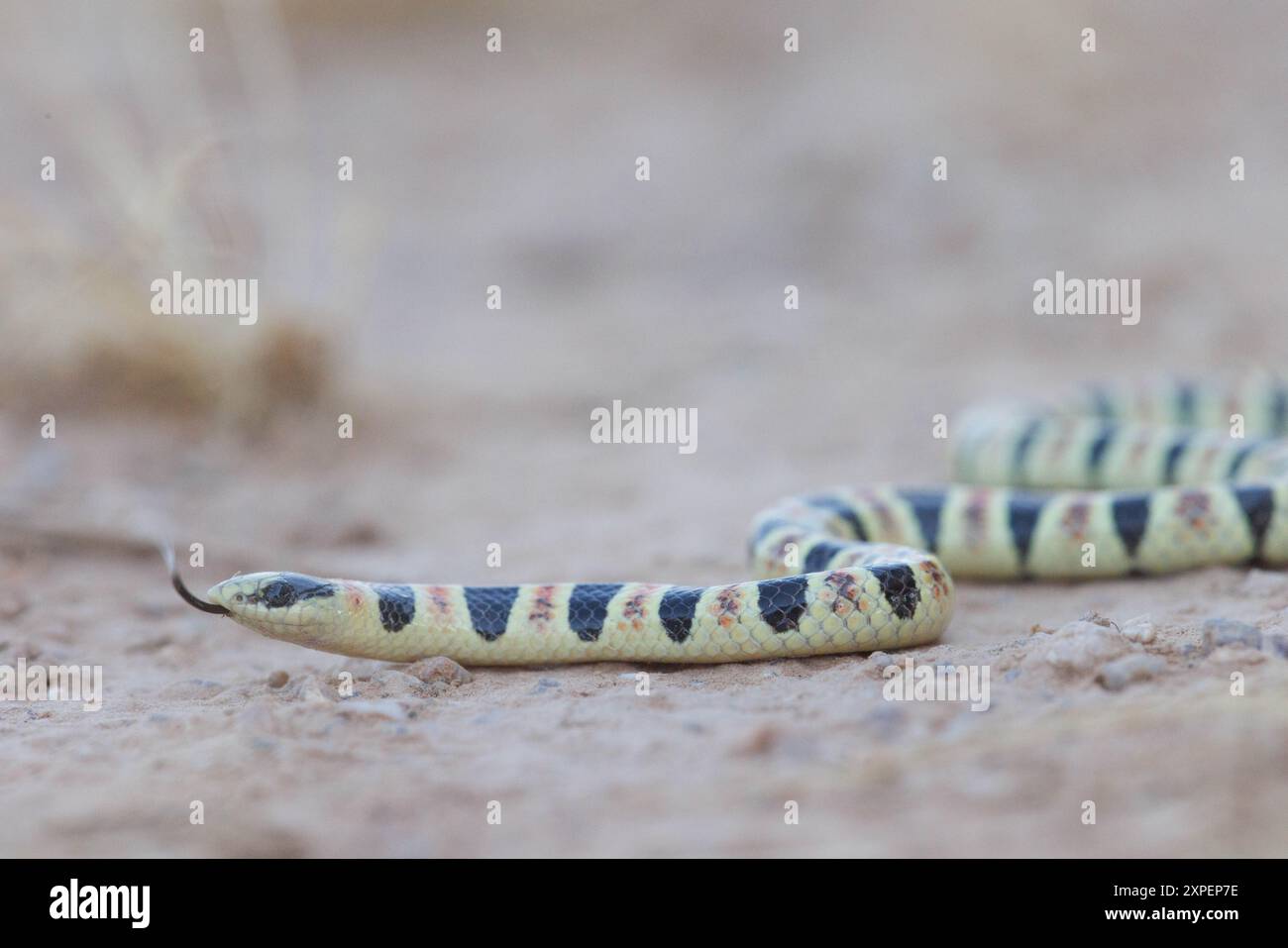 Tucson shovel nosed snake hi-res stock photography and images - Alamy