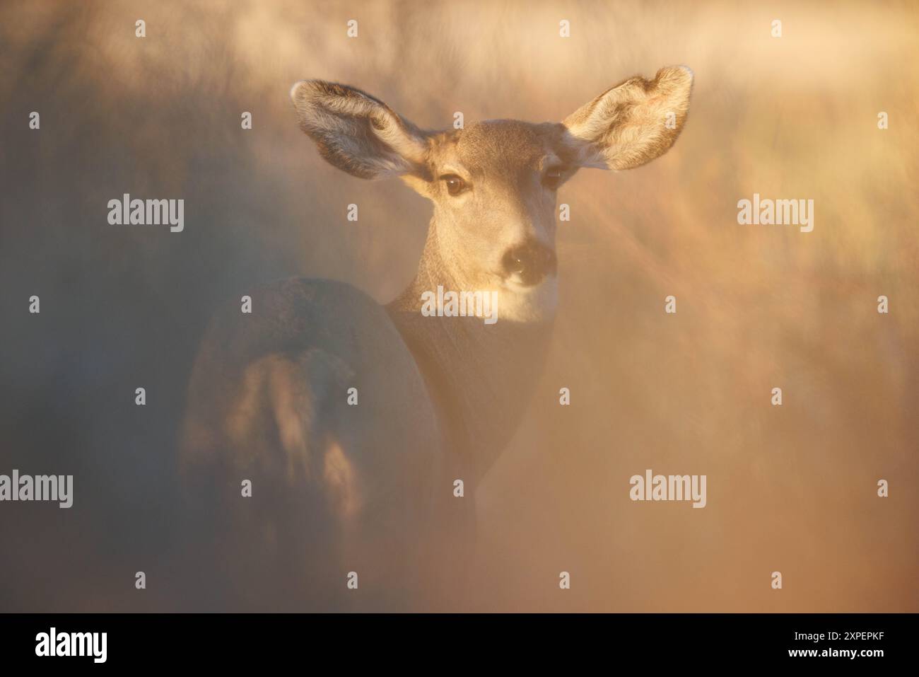 Rocky Mountain Mule Deer, Bosque del Apache National Wildlife Refuge ...