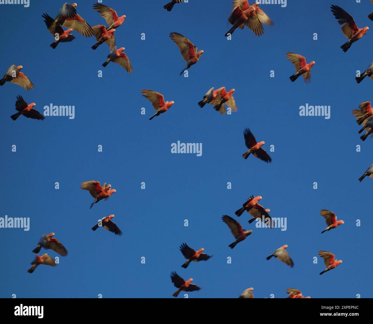 Flock of galahs (Eolophus roseicapilla) flying against blue sky ...