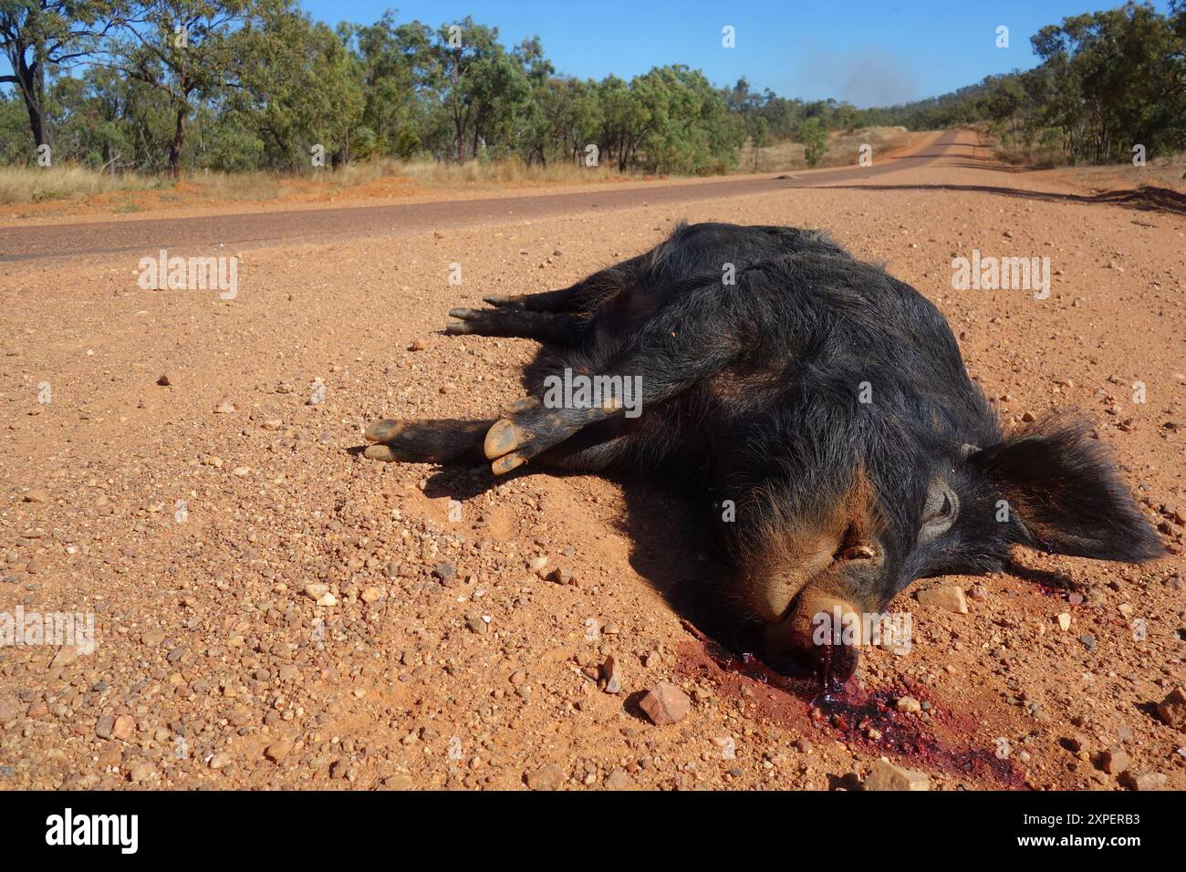 Roadkill feral pig, Gulf Development Road, near Mt Surprise, outback ...