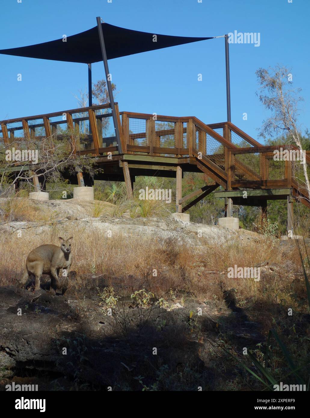 Large male Agile wallaby (Notamacropus agilis), Talaroo Hot Springs ...