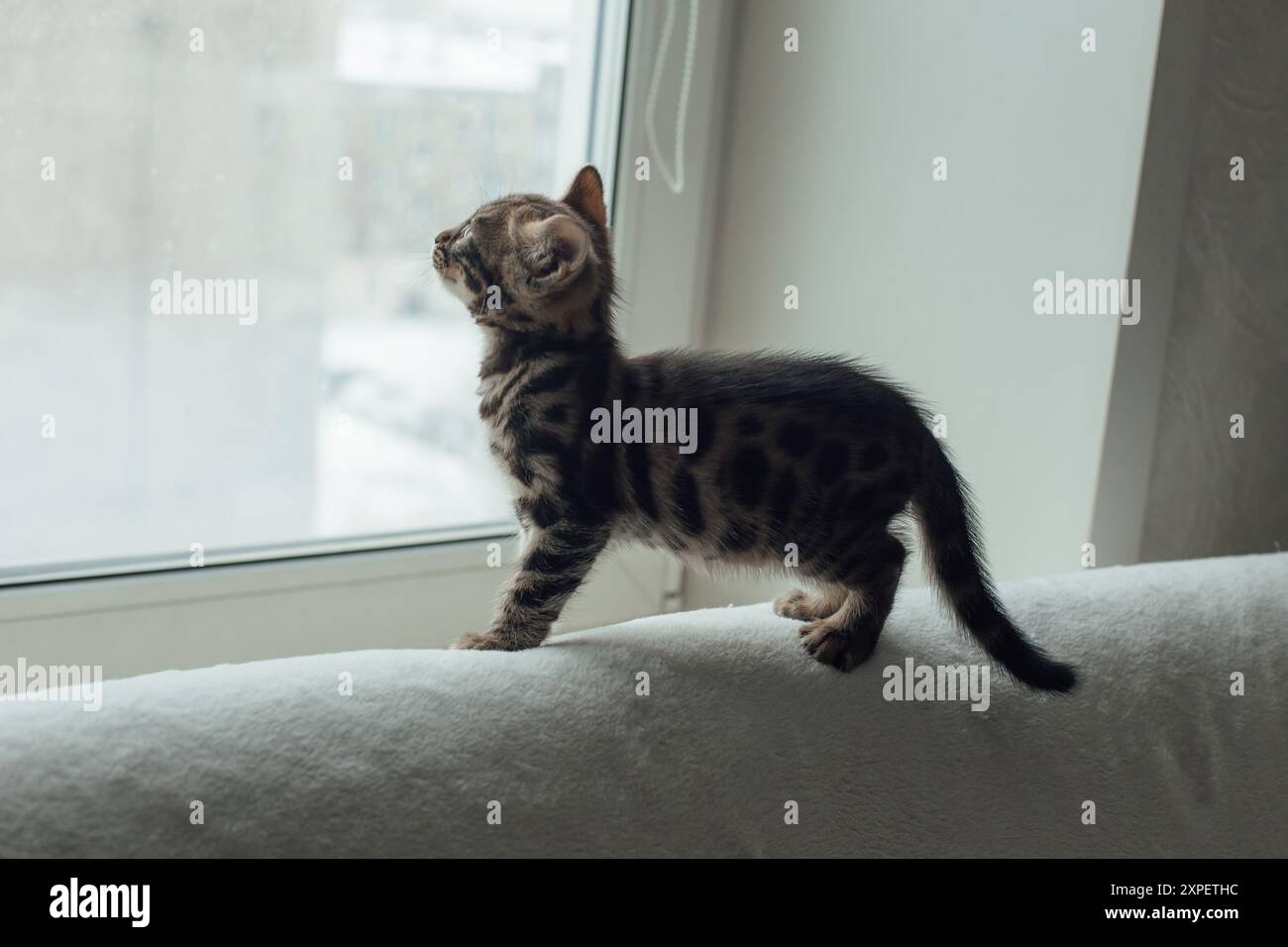 Little curious charcoal Bengal kitten looking out the window Stock ...
