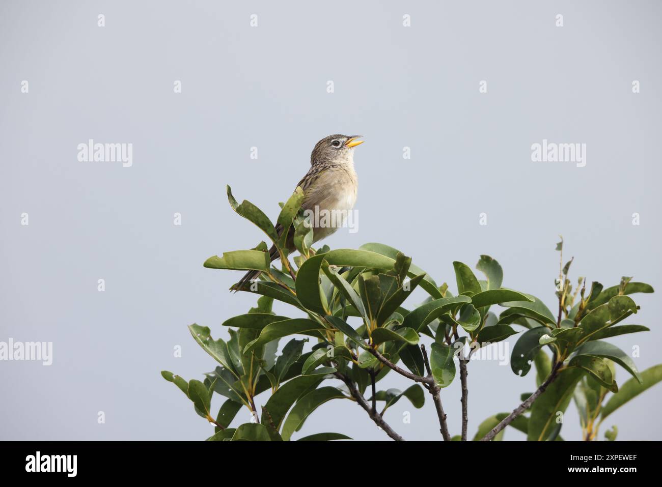 The wedge-tailed grass finch (Emberizoides herbicola) is a species of ...