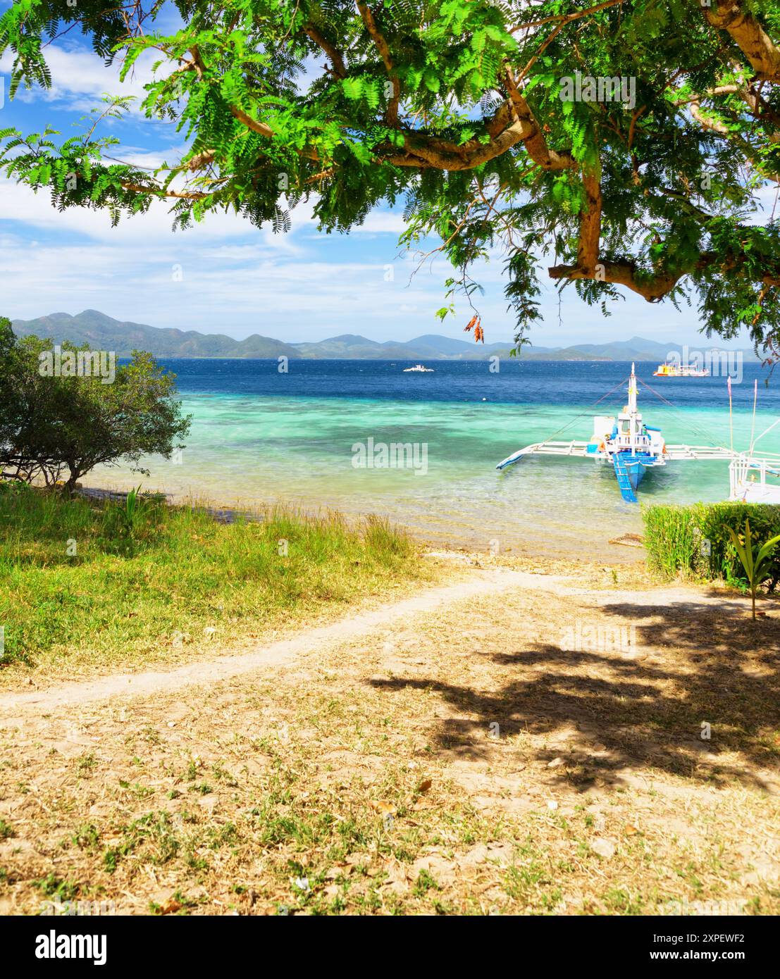 Green tree on the beach. Malcapuya island, Philippines Stock Photo - Alamy
