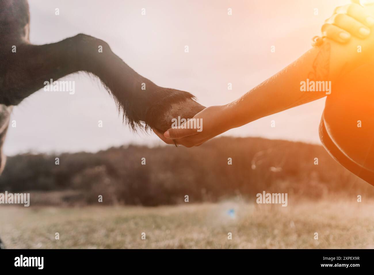 Horse and Human Handshake in a Golden Meadow Stock Photo - Alamy